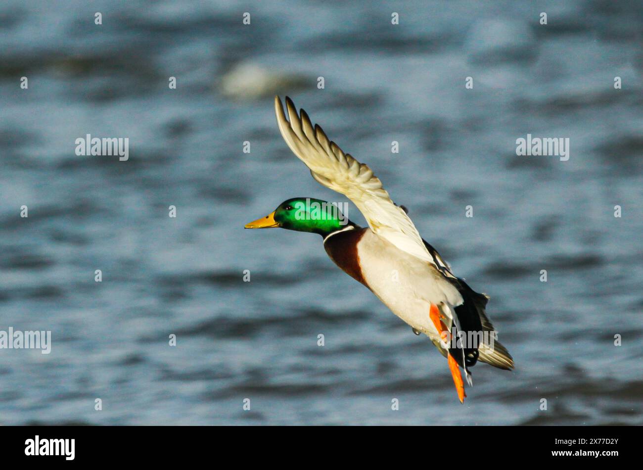 Male mallard in flight Stock Photo - Alamy