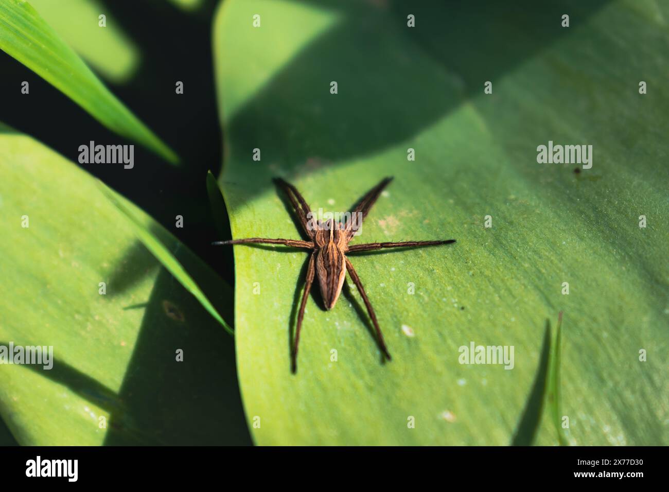 Spider pisaura mirabilis sunbathing on a leaf, pisauridae Stock Photo ...