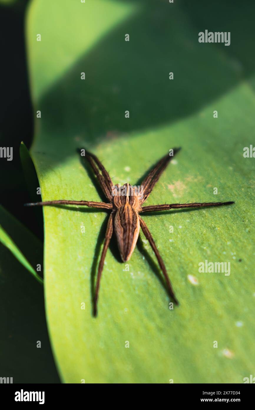 Spider pisaura mirabilis sunbathing on a leaf, pisauridae Stock Photo ...