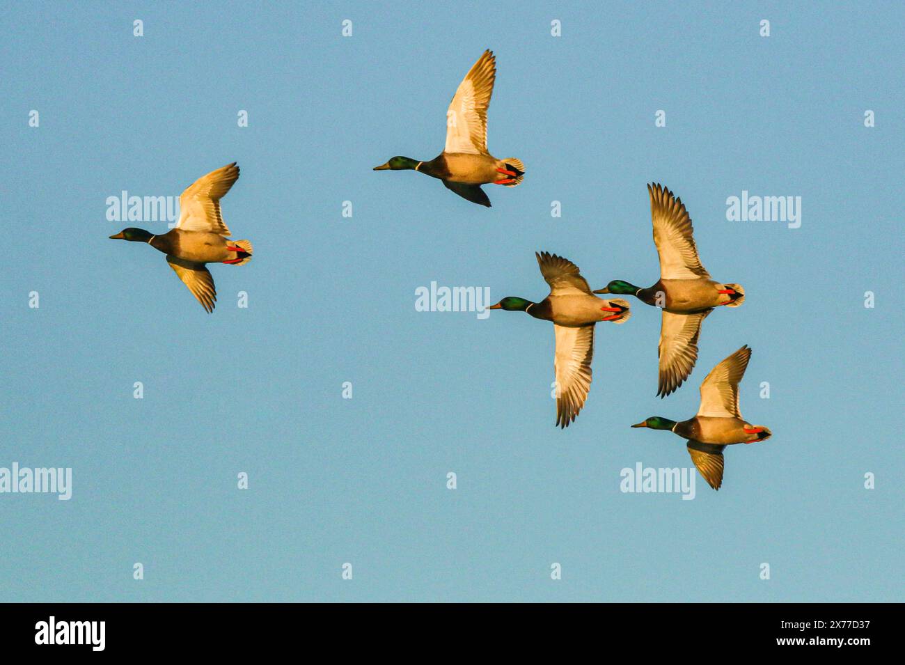 Group of male mallards in flight, Neuchâtel lake, Switzerland Stock ...