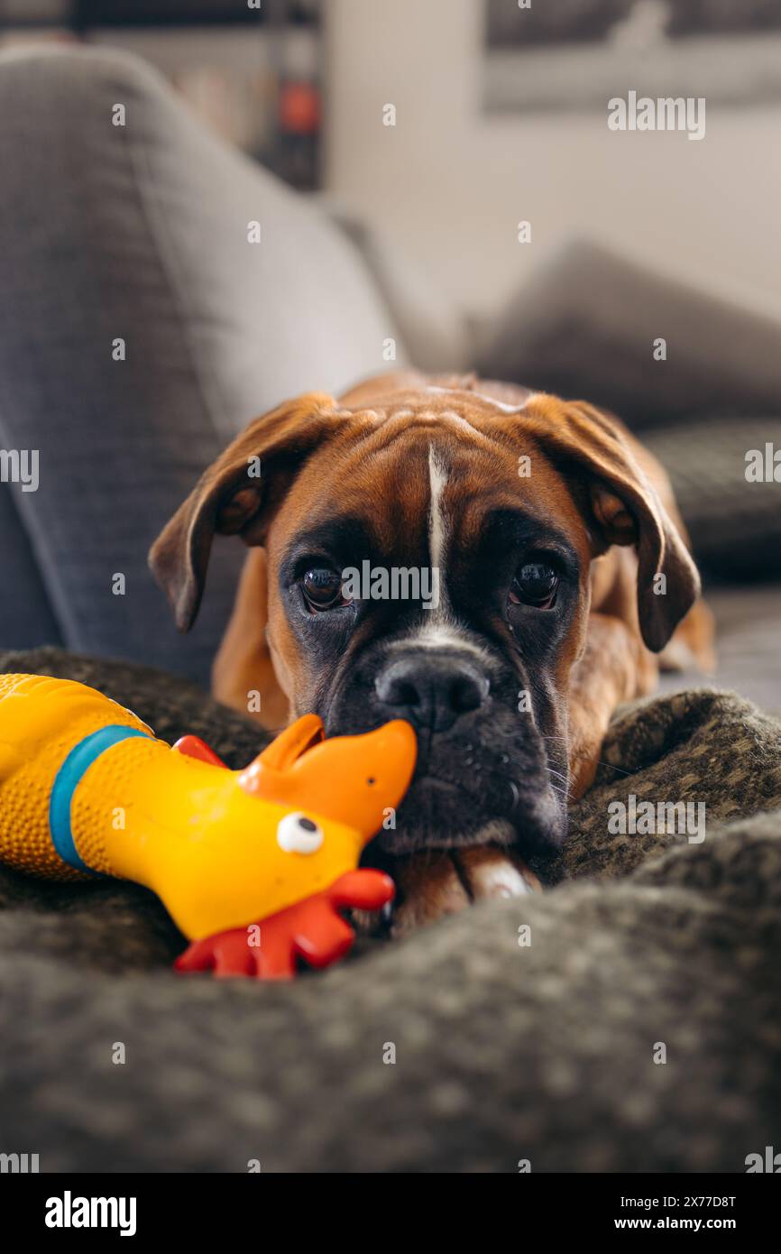 Boxer puppy on couch hi-res stock photography and images - Alamy
