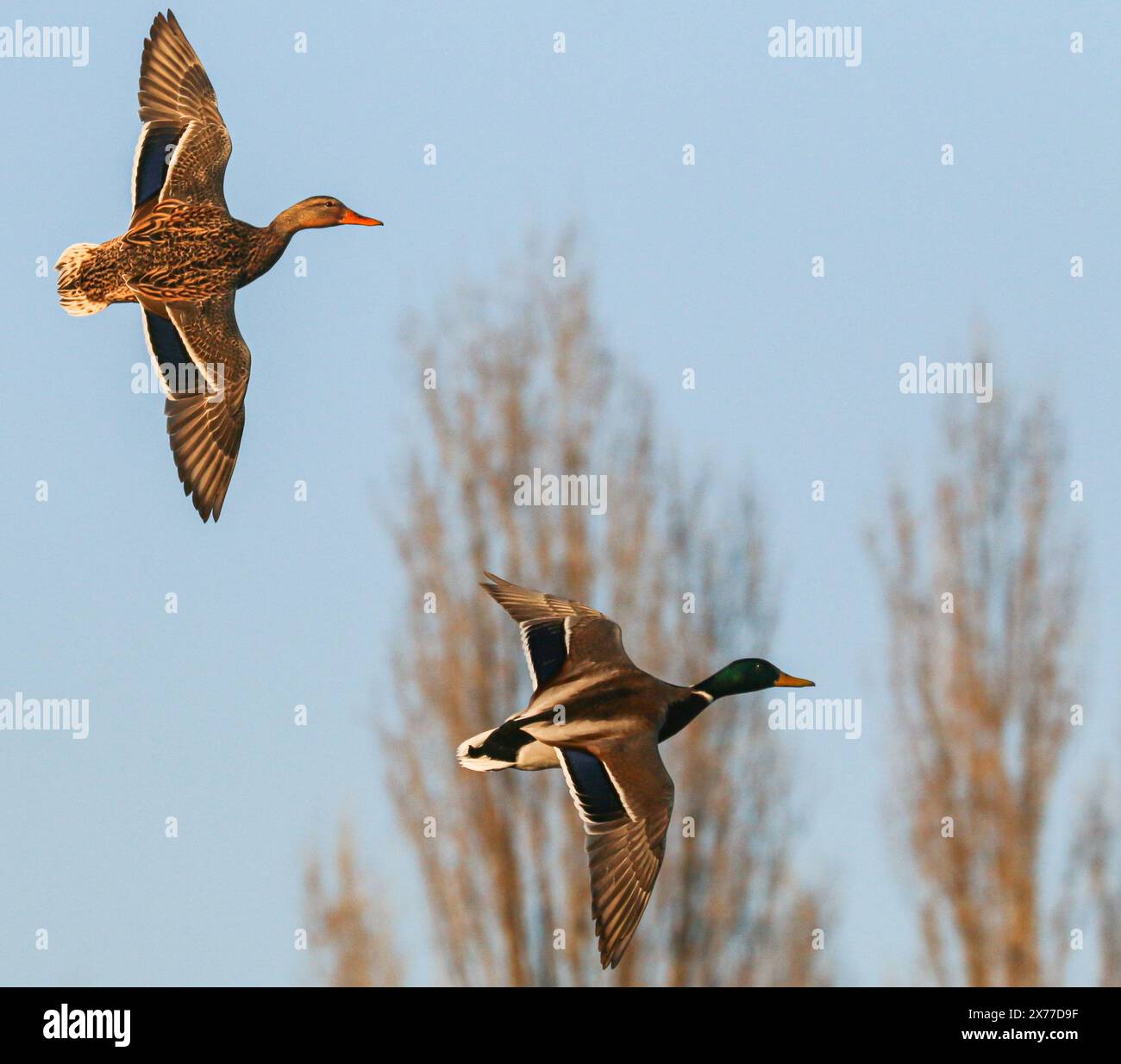 A pair of mallards in flight Stock Photo - Alamy