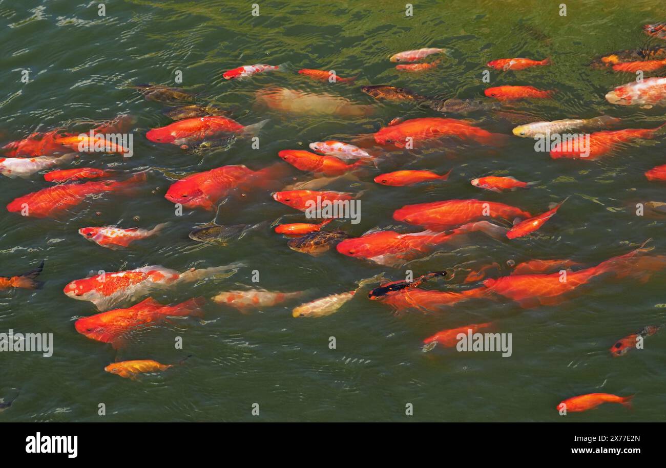 Colorful carp koi fish swimming in a pond Stock Photo - Alamy