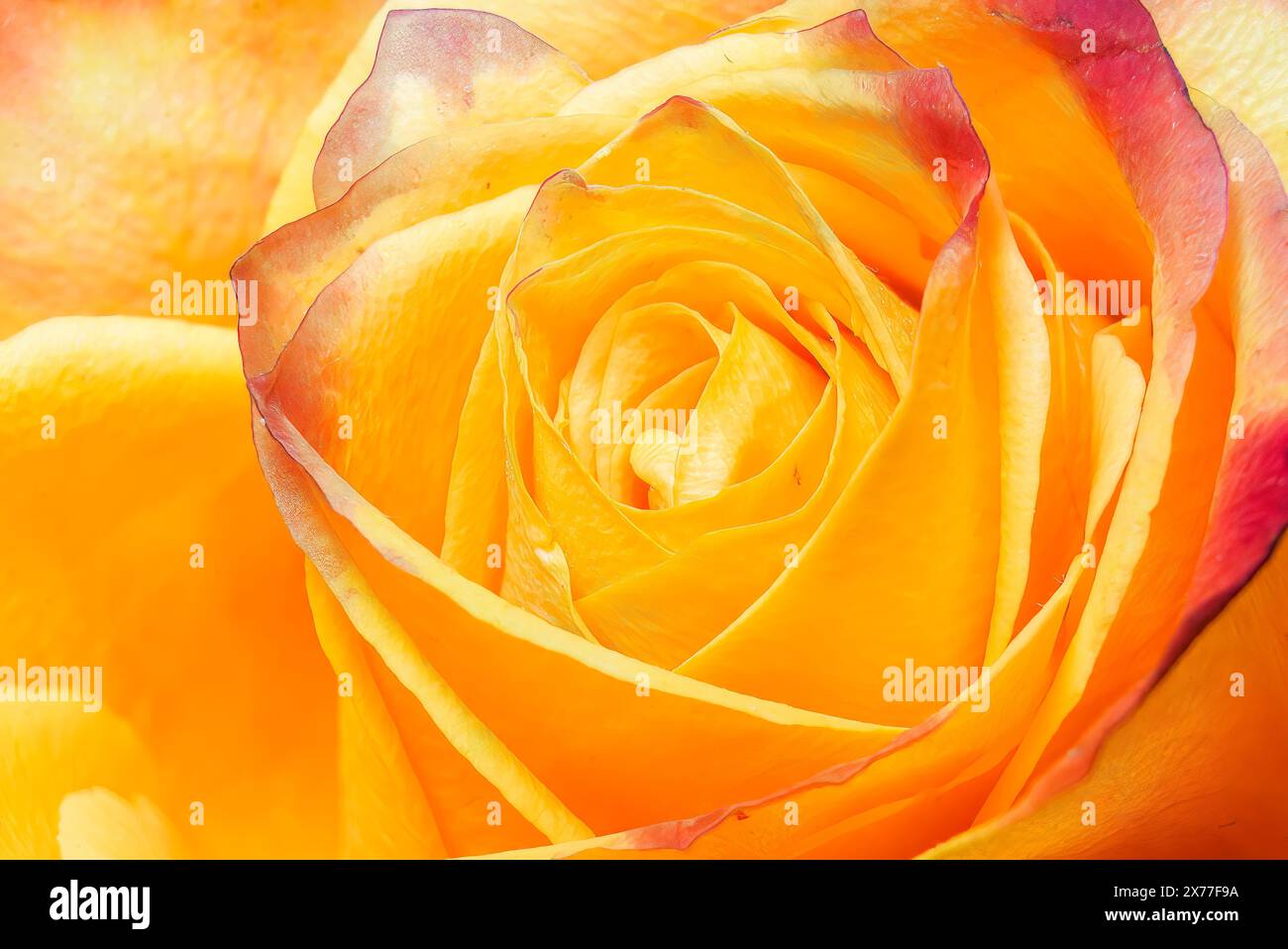 Captured in vivid close hi-res stock photography and images - Alamy