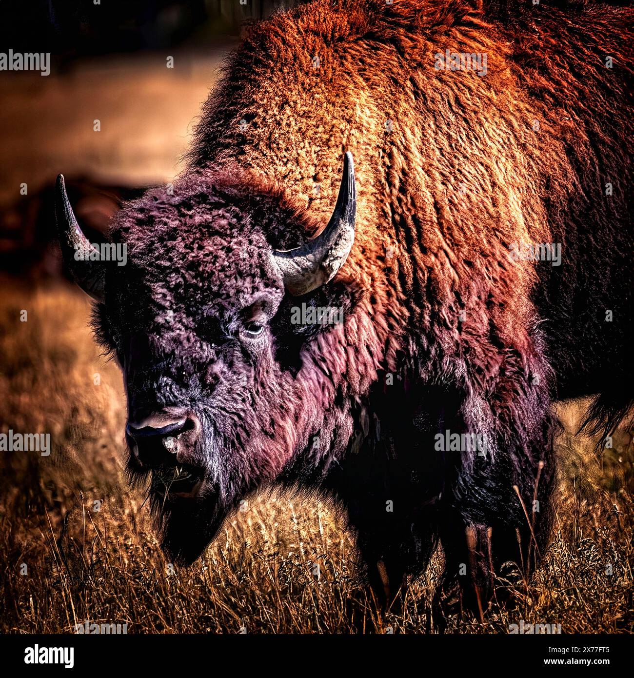 Bison bull head hi-res stock photography and images - Alamy