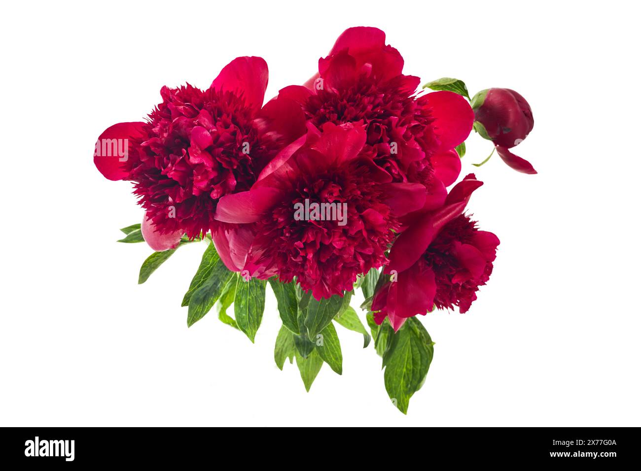 Vibrant Red Peonies Bouquet Isolated on White Stock Photo - Alamy