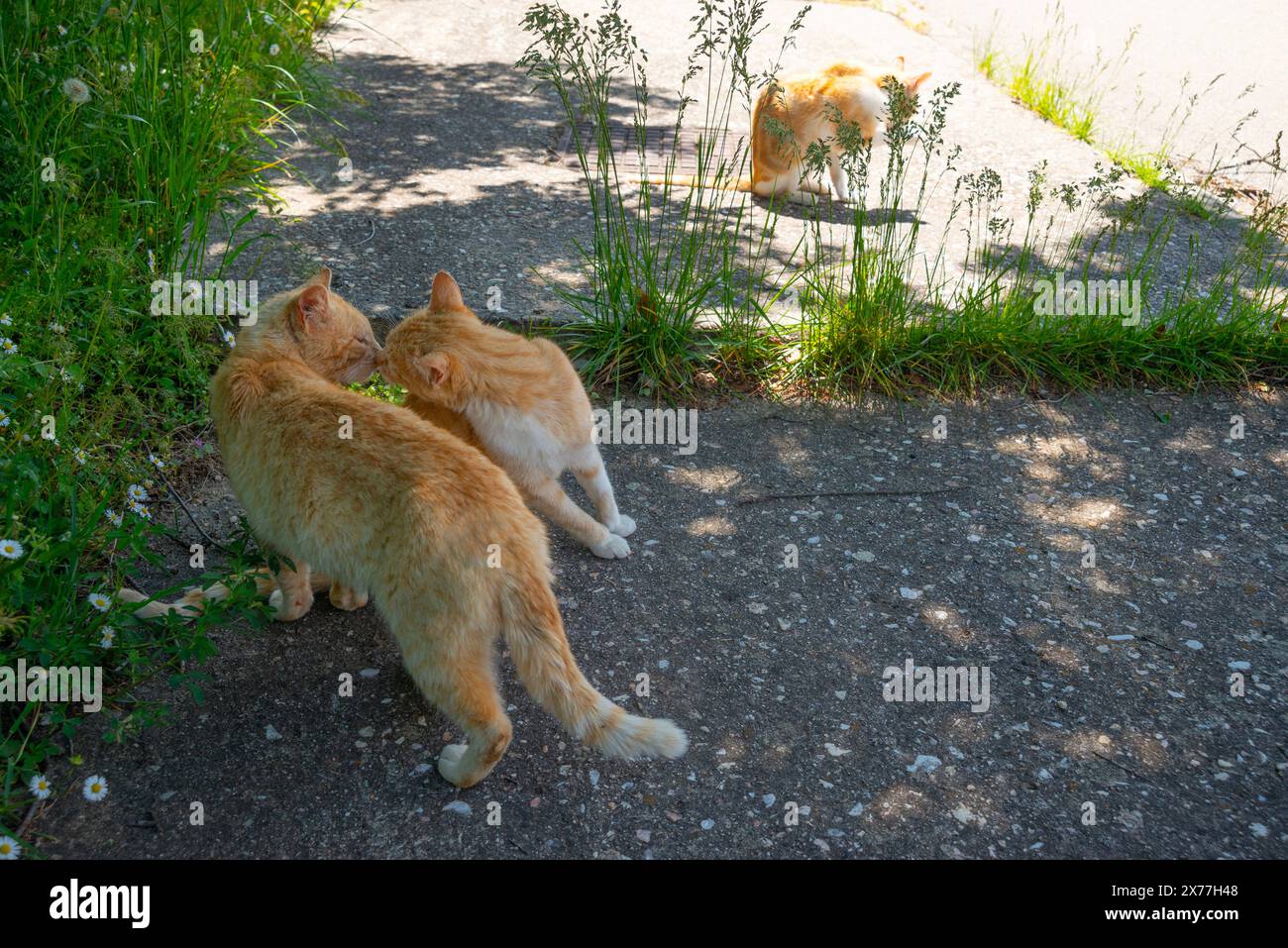 Two cats in contact Stock Photo - Alamy