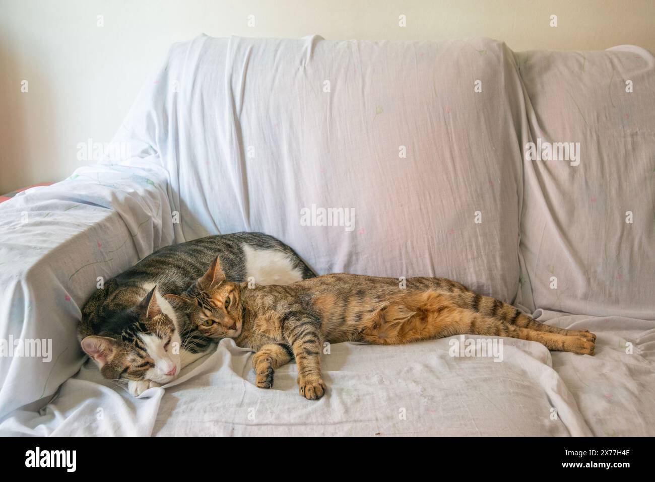 Two cats lying on a sofa Stock Photo - Alamy