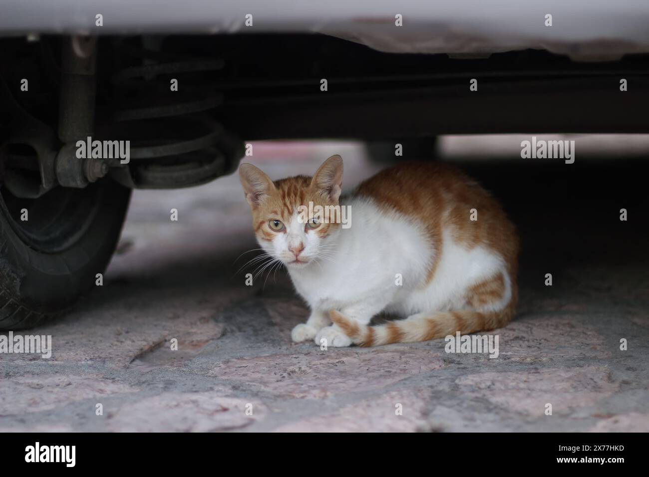 Scared cat hi-res stock photography and images - Alamy