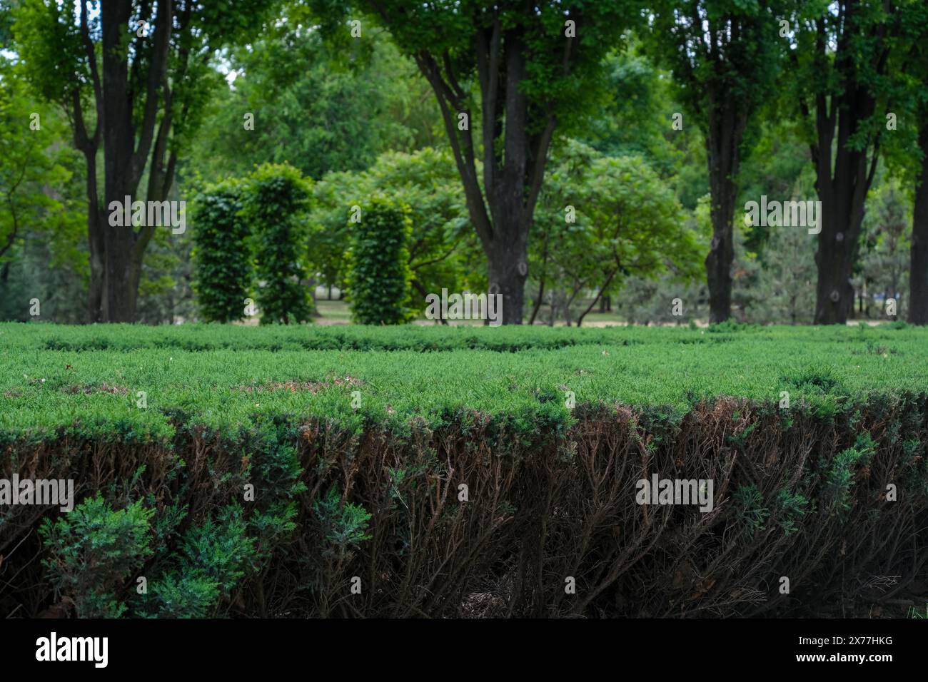 A juniper hedge in a park showing signs of disease. The lower branches ...