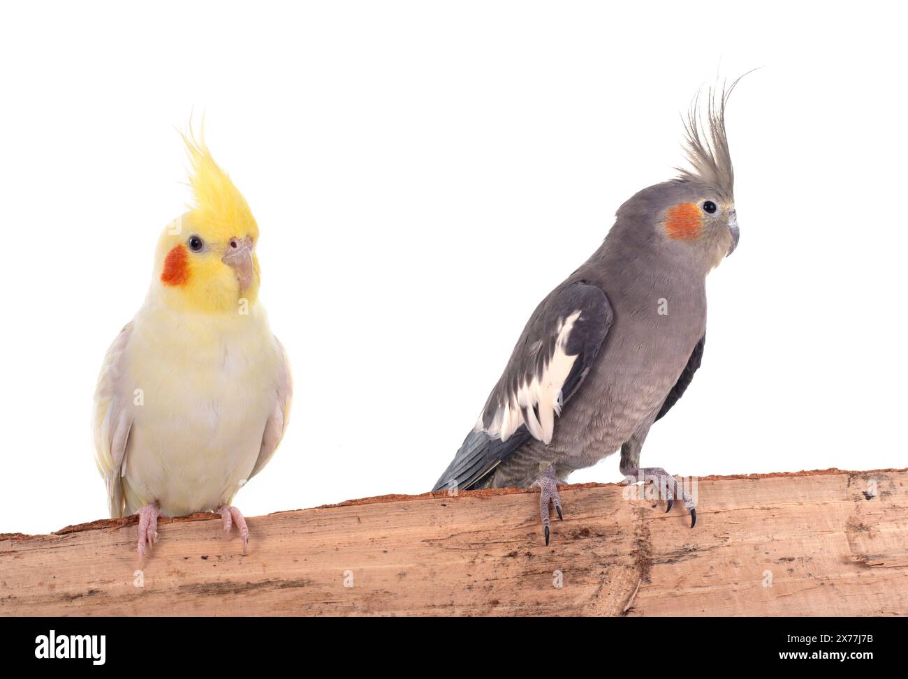 young Cockatiel in front of white background Stock Photo - Alamy