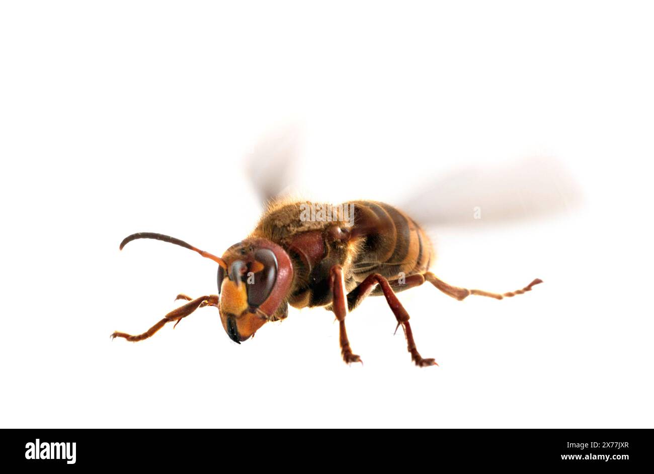 European hornet in front of white background Stock Photo - Alamy