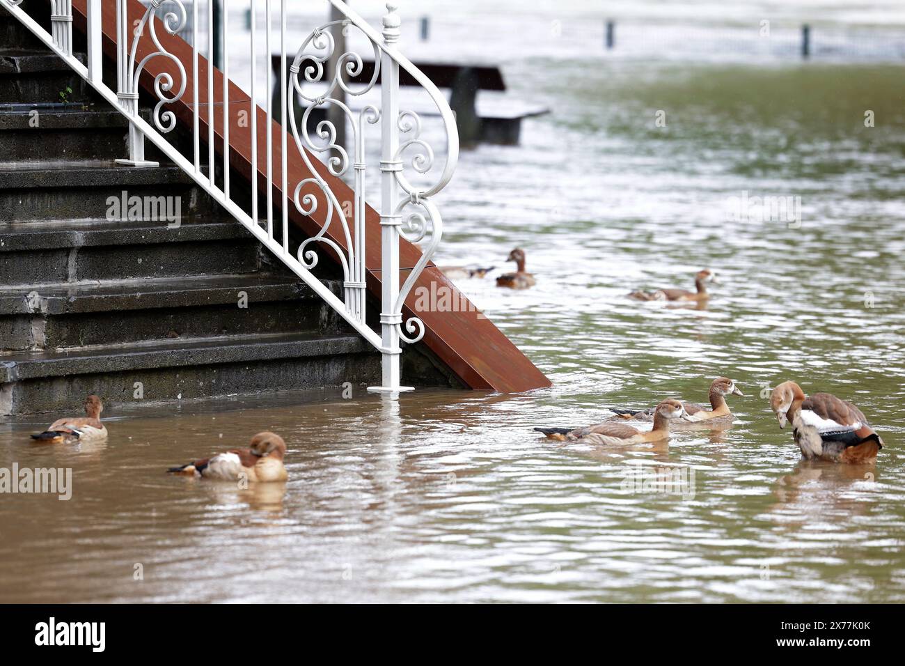 Cochem, Germany. 18th May, 2024. Nile geese swim on the steps of a ...