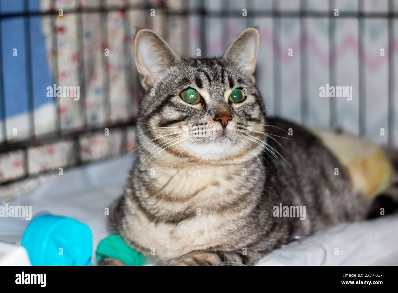Sad gray cat with catheter on paw close up Stock Photo - Alamy