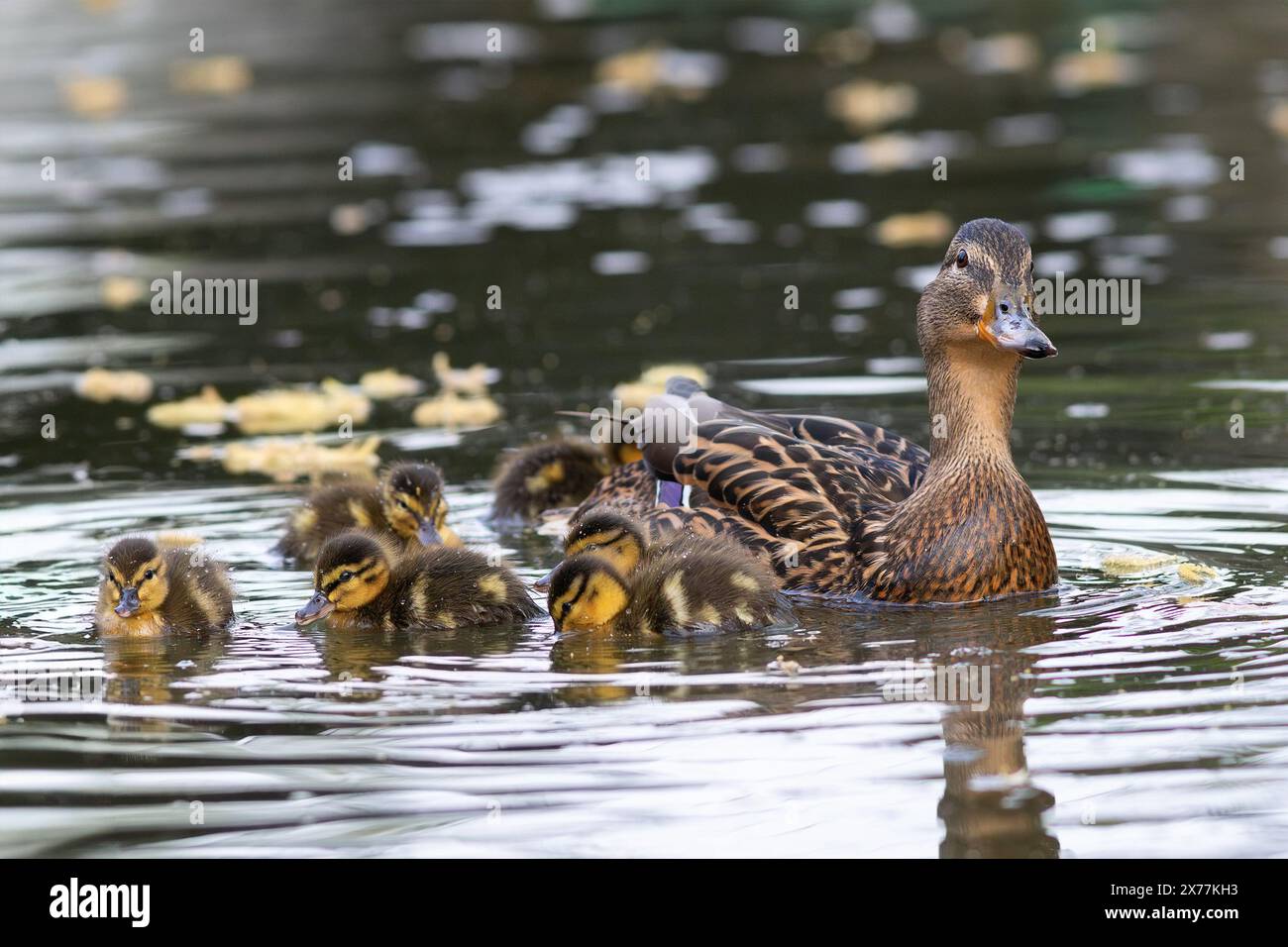 beautiful ducklings with mallard hen (Anas platyrhynchos Stock Photo ...