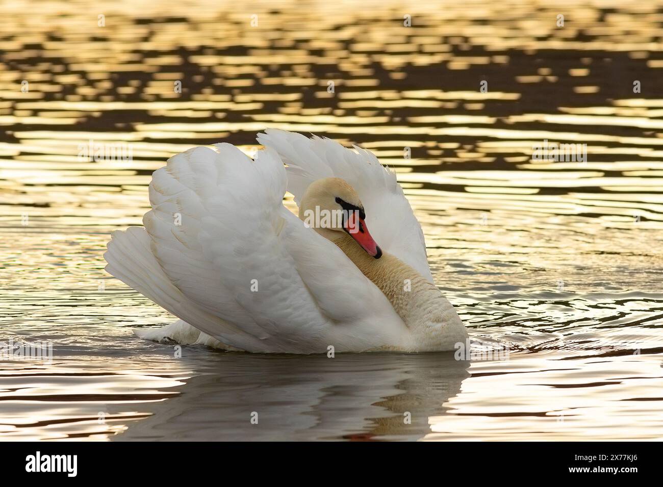 beautiful mute swan at dawn, bird displaying mating ritual (Cygnus olor ...