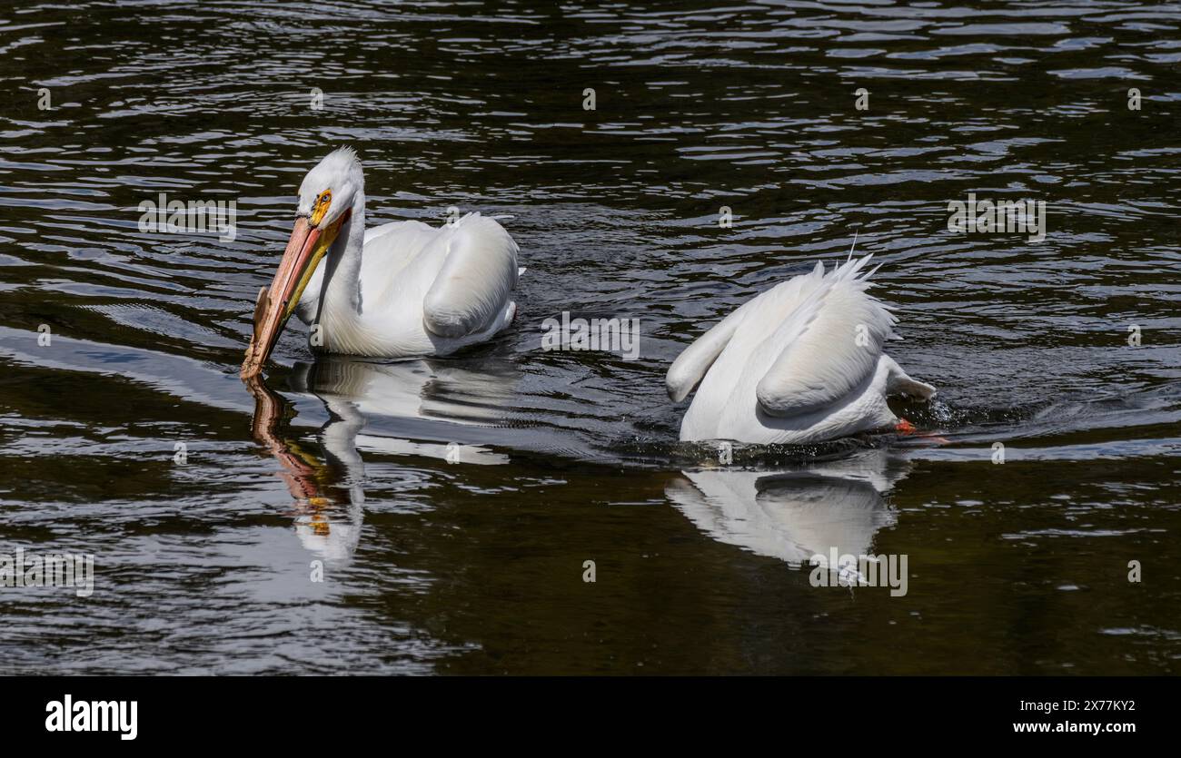 Head dunking hi-res stock photography and images - Alamy