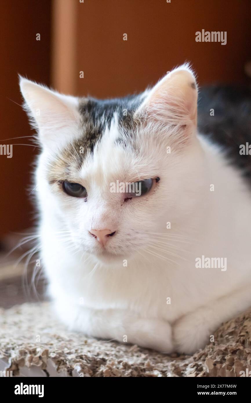 A domestic shorthaired cat, a member of the Felidae family, is lounging ...