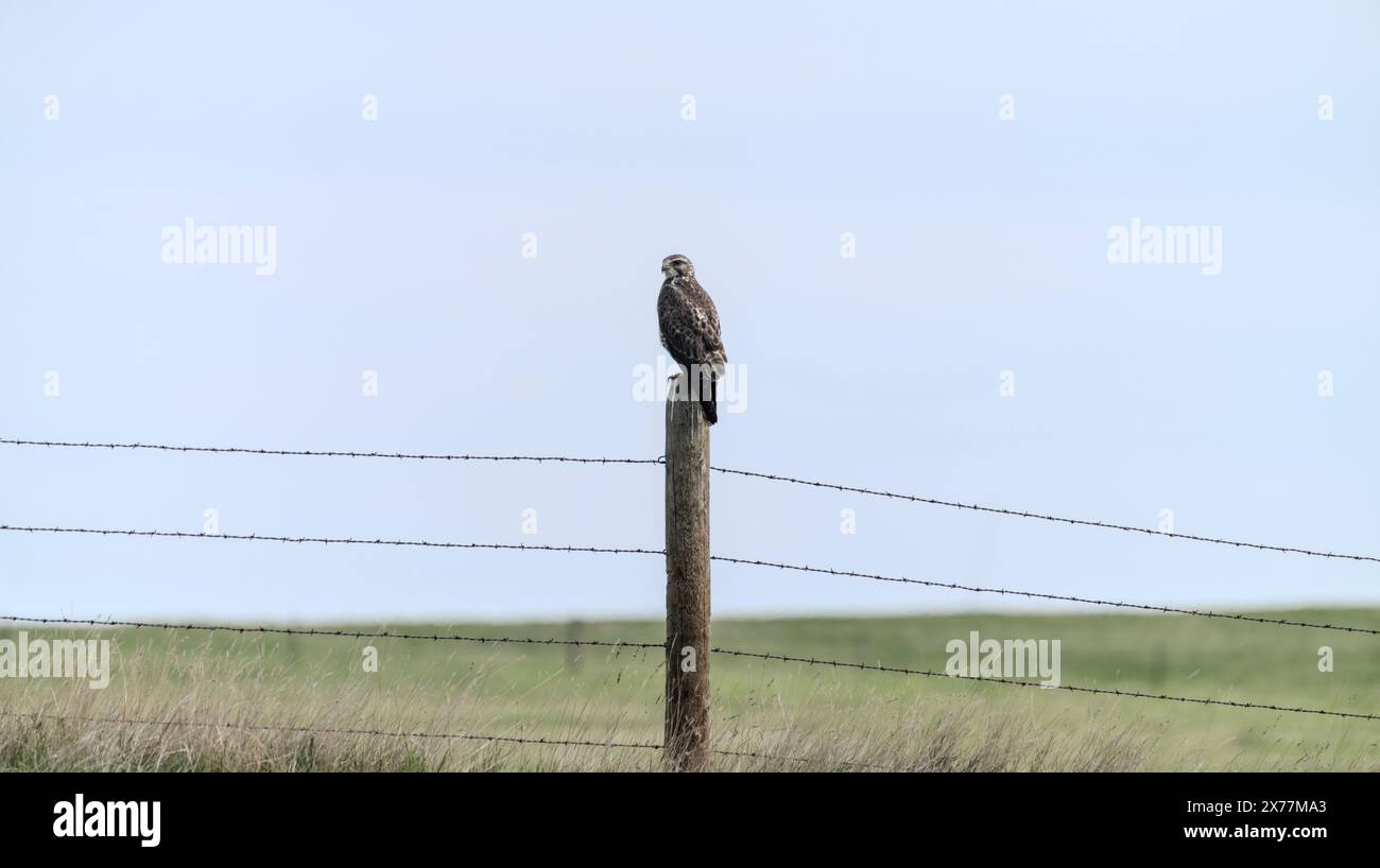 A hawk perches on a fence post in rural South Dakota Stock Photo - Alamy