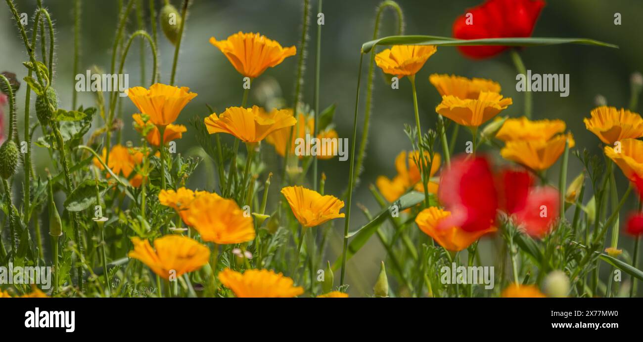 California poppy as its name indicates and also naturalized in Chile7 ...
