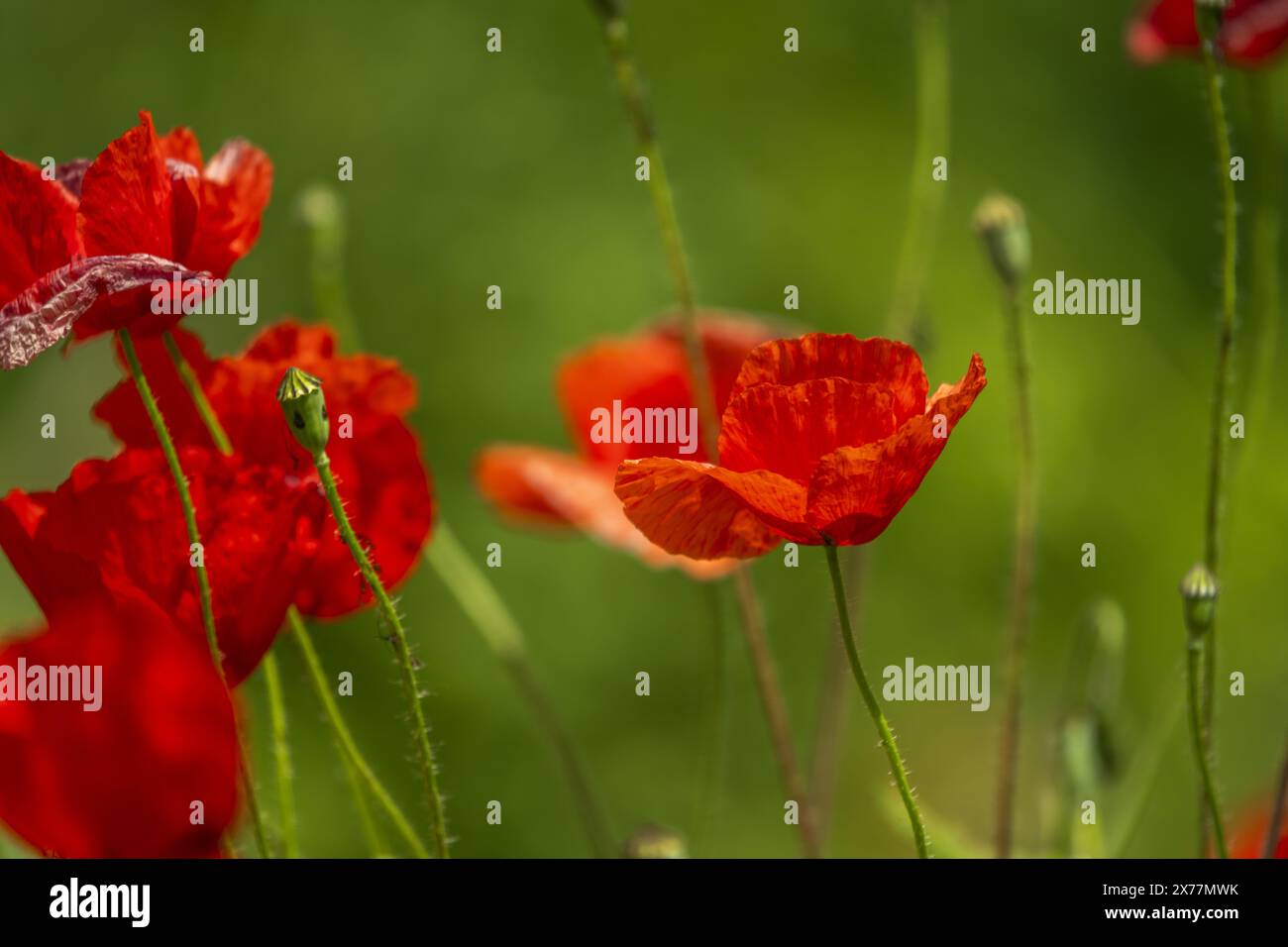 The common poppy The stamens, black, form a ringed cluster around the ...