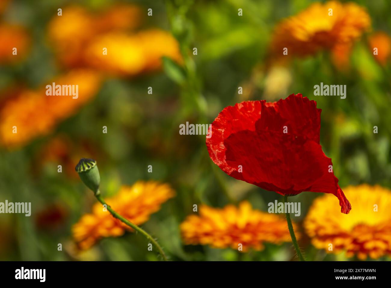 The common poppy The fruit is a unilocular capsule with false septa ...