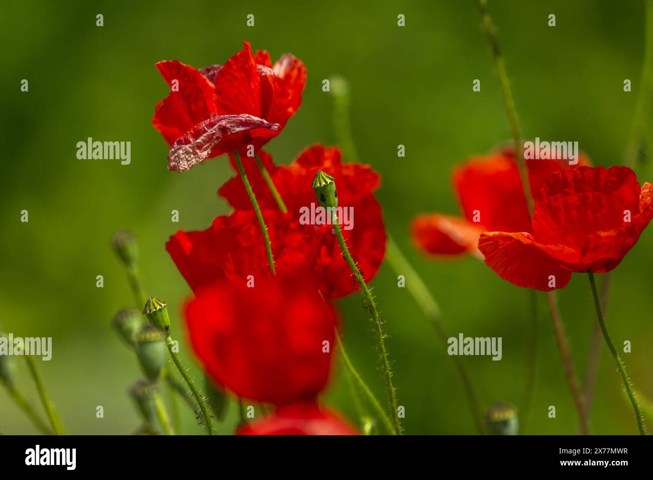The common poppy tiny seeds are, as in all species of the genus, kidney ...