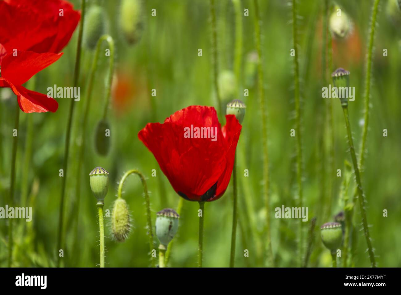 The common poppy blooms and fruits before harvesting the crops Stock ...