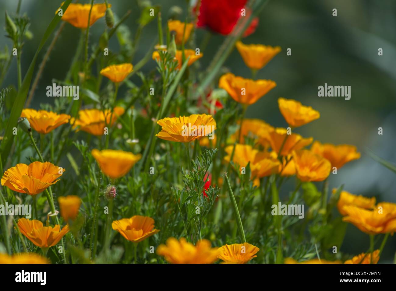 Furthermore, it will be observed in animals that the hydroalcolic ...