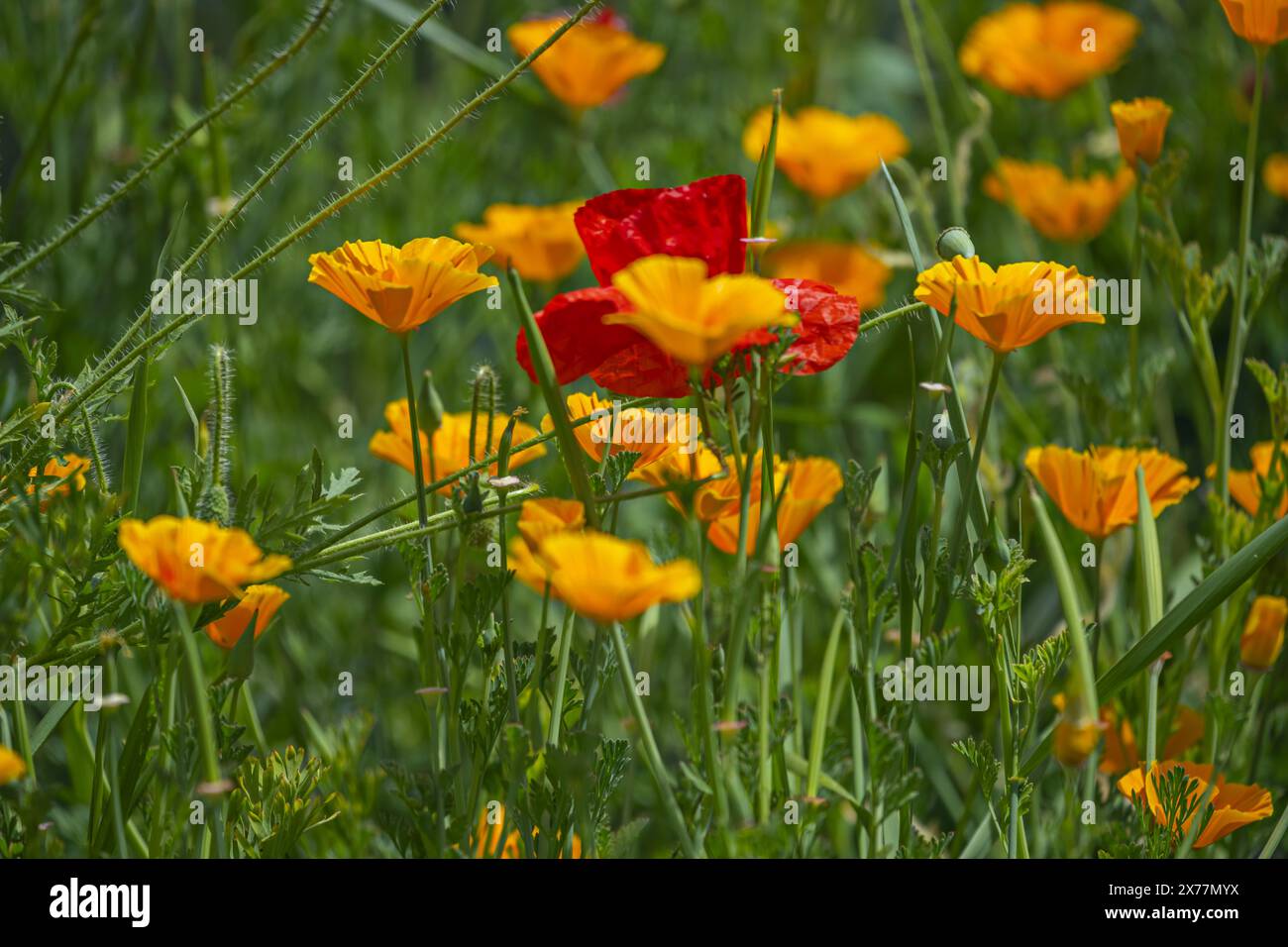 California poppy It has no adverse effects but in higher quantities it ...