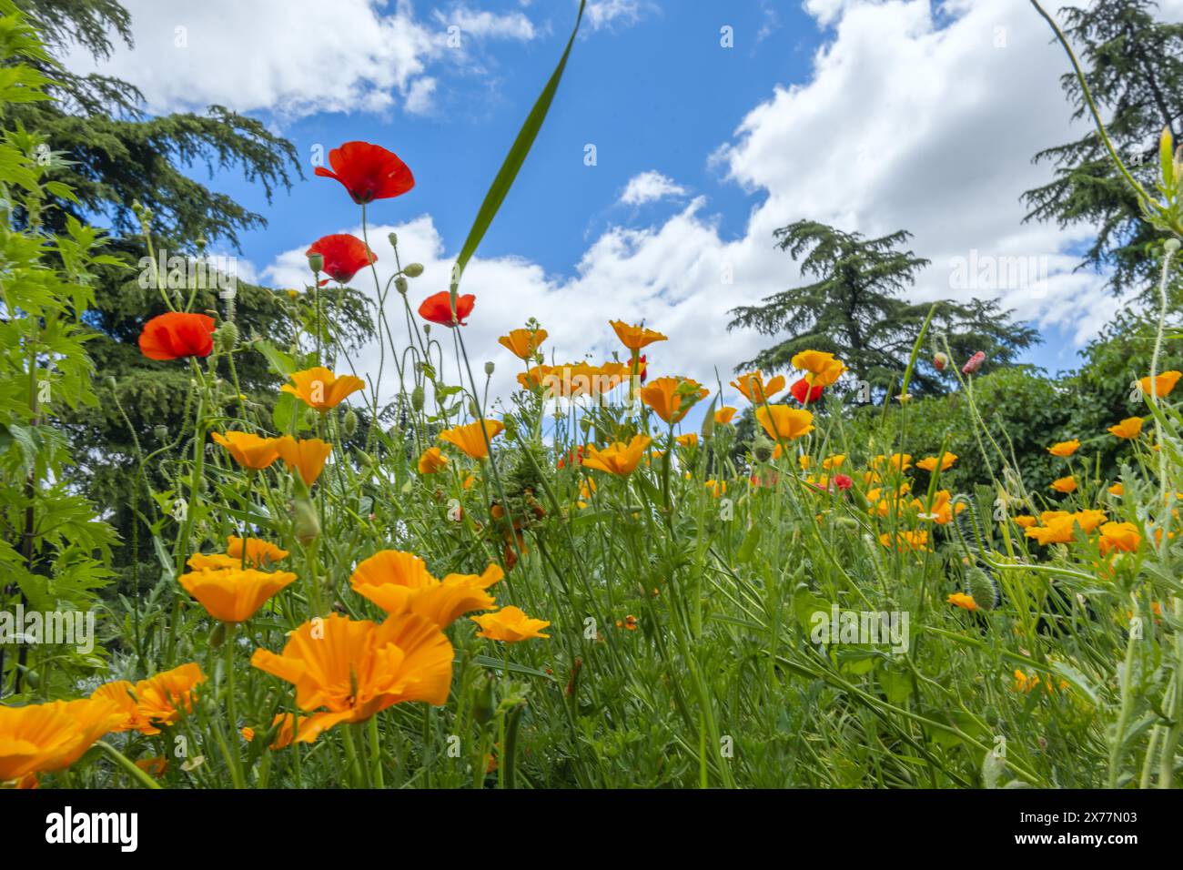 The California poppy is used as a source of an edible oil Stock Photo ...