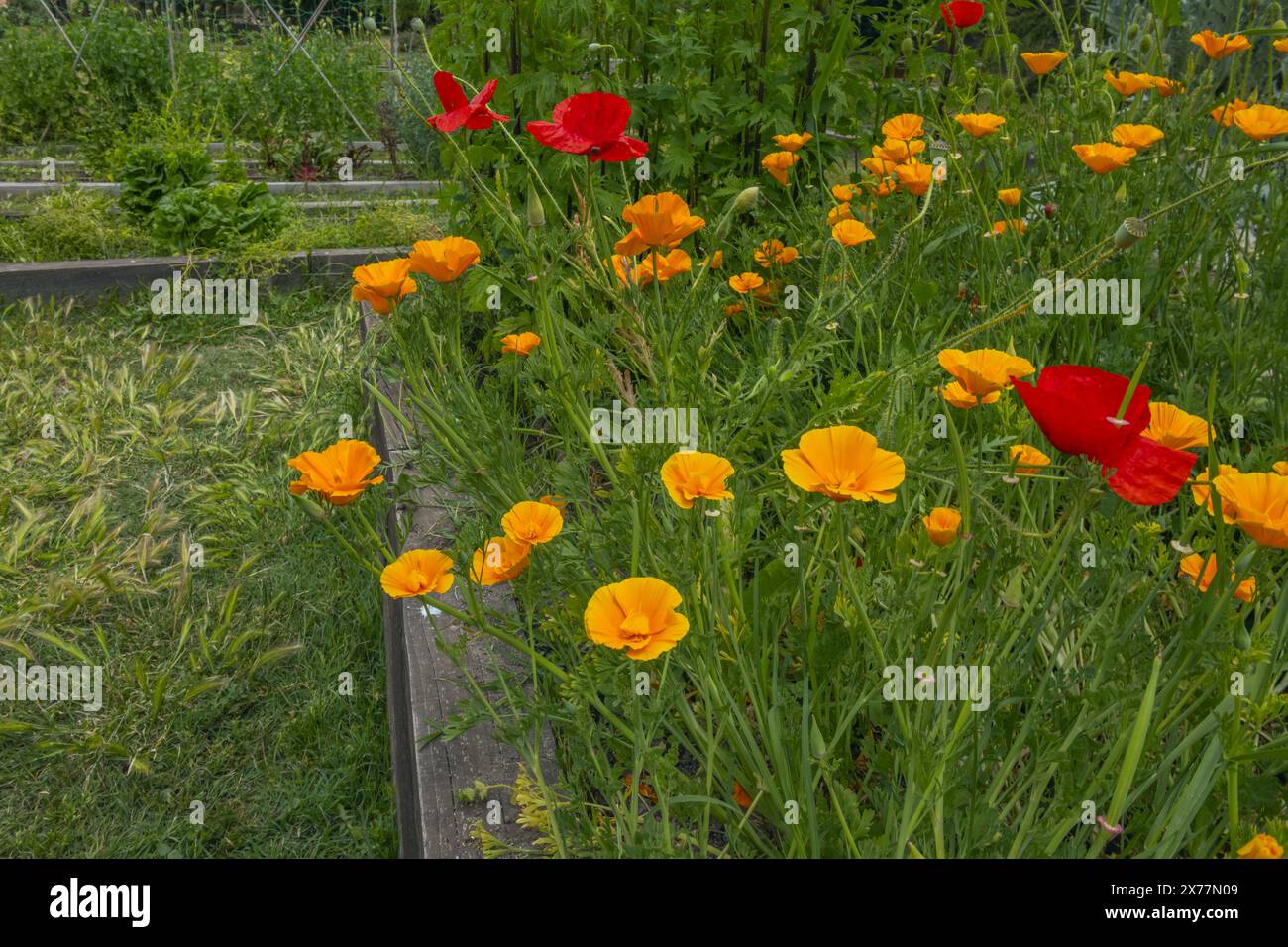 The California poppy is also part of feed for poultry and cattle Stock ...