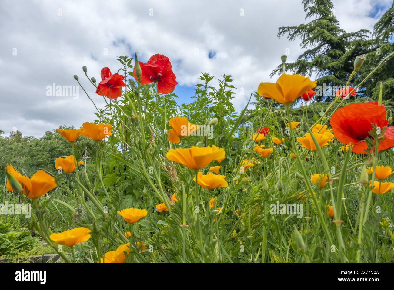 The California poppy His image along with that of the botanist Adelbert ...