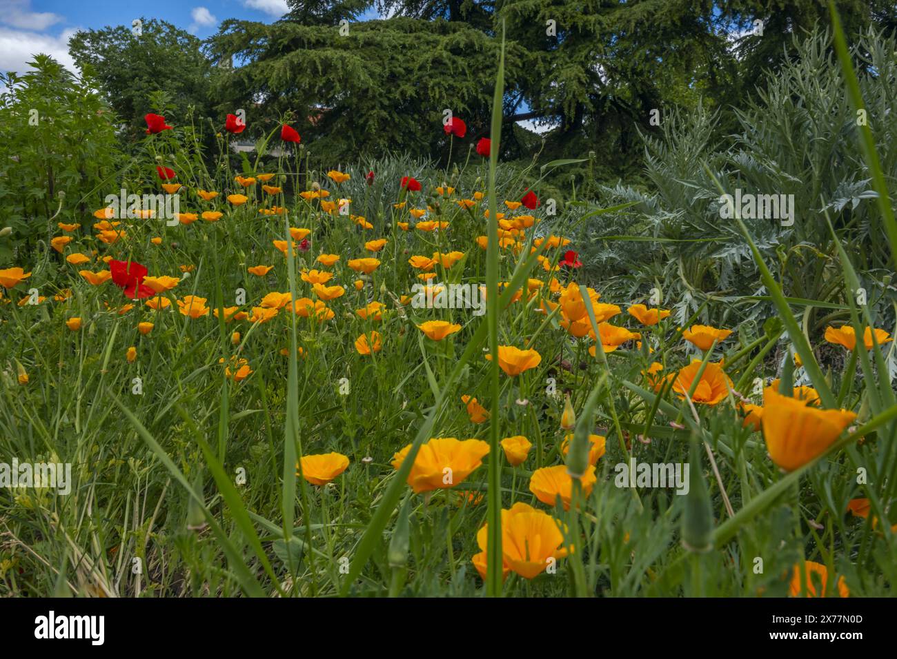 Protopin hi-res stock photography and images - Alamy