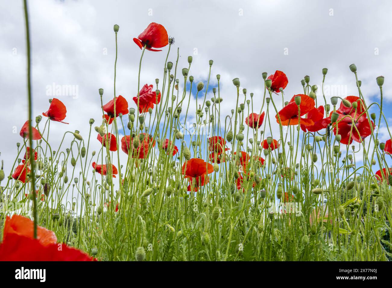 Poppy leaves hi-res stock photography and images - Alamy