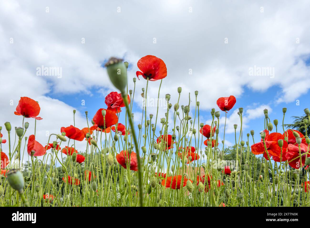 Poppy leaves hi-res stock photography and images - Alamy
