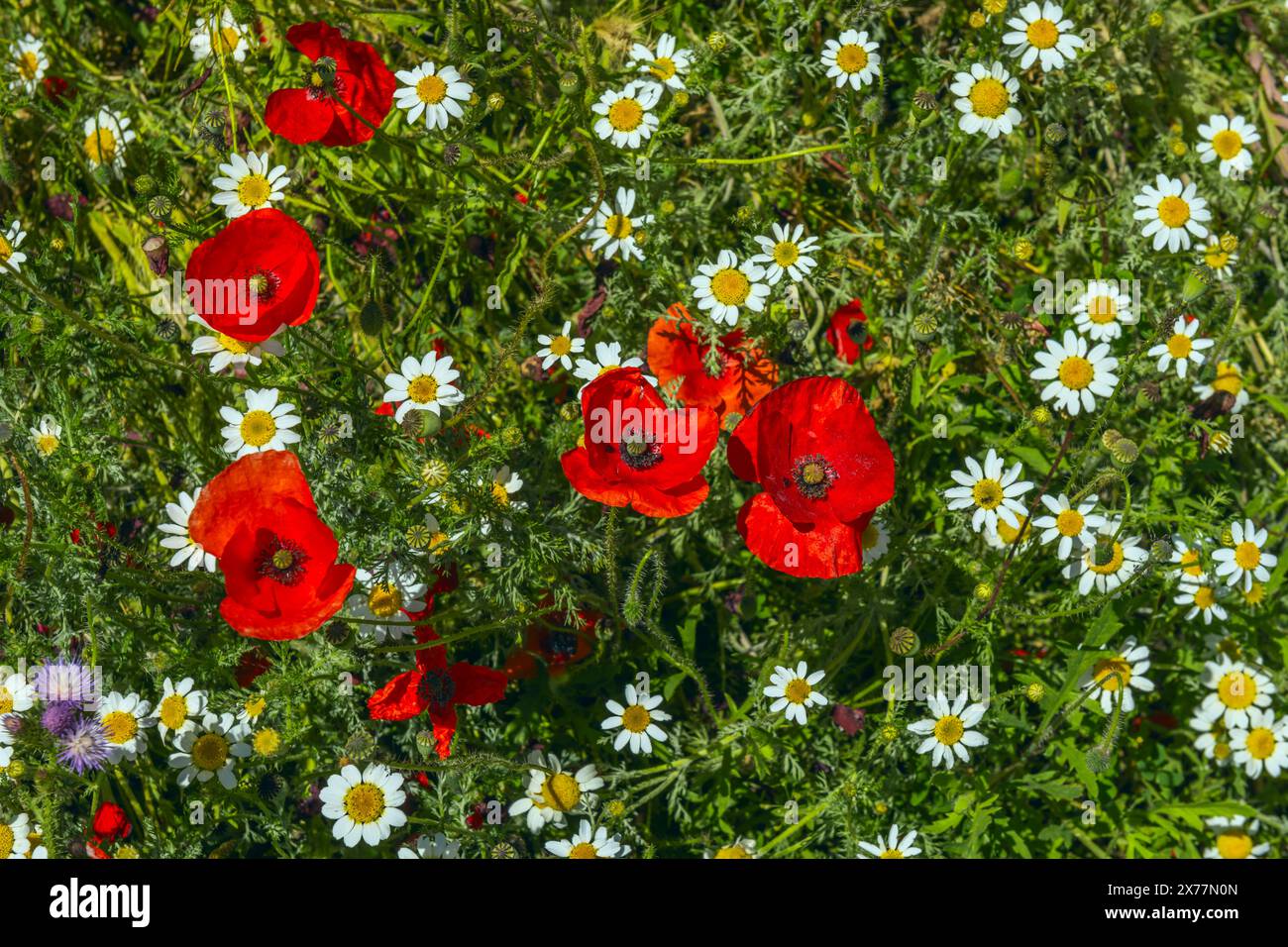 Poppy leaves hi-res stock photography and images - Alamy