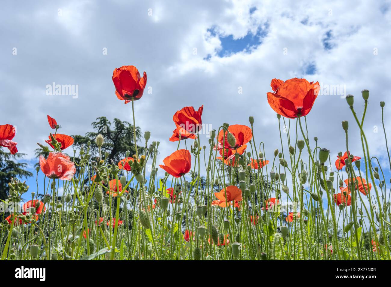 Fresh common poppy leaves due to the alkaloids they contain, which is ...
