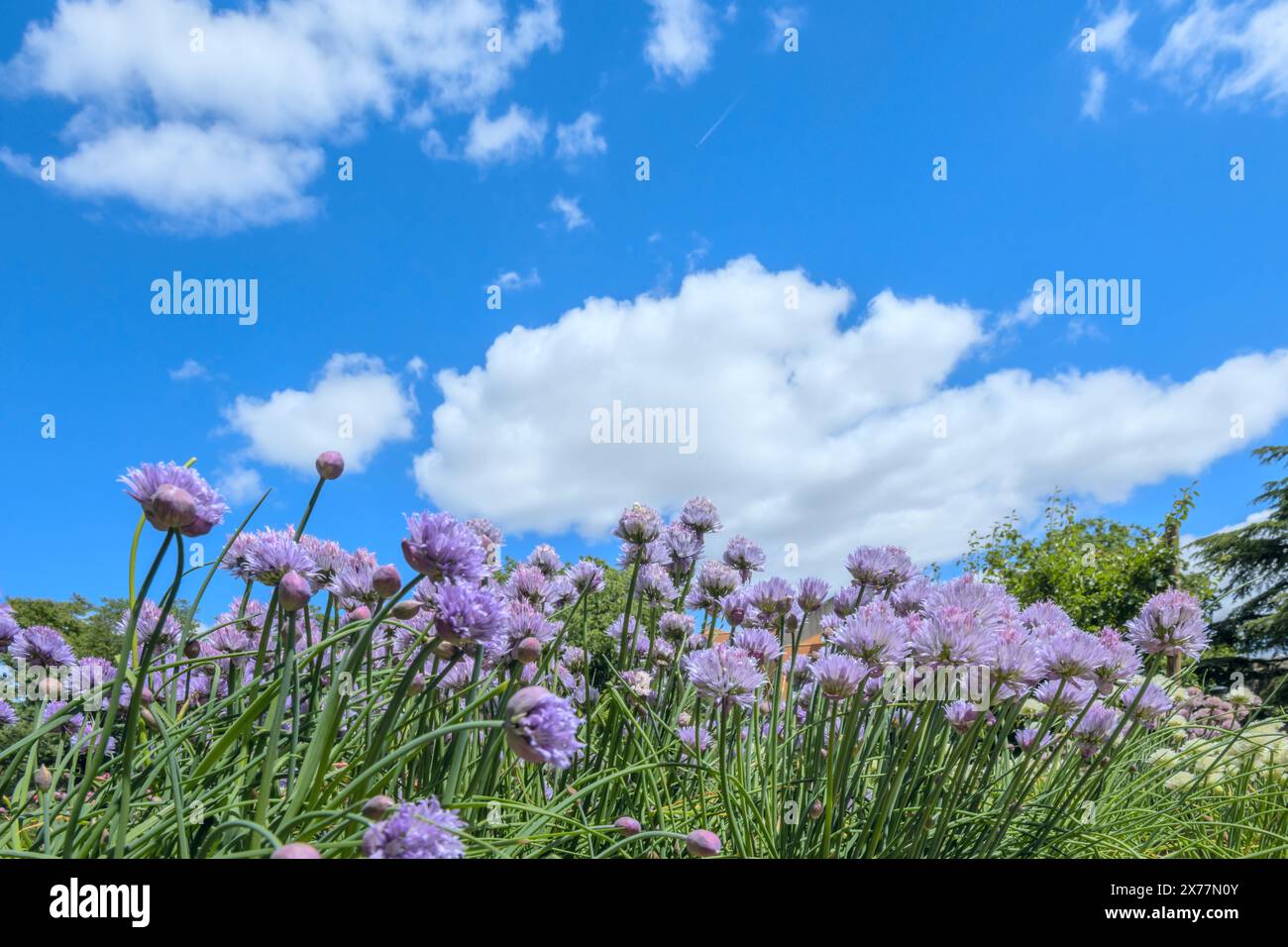 Chives It can be grown easily from seed, or by dividing the bulb with ...
