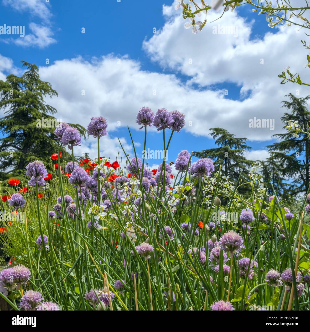 Different culinary uses hi-res stock photography and images - Alamy