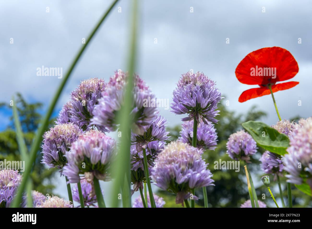 Chives are native to the Far North, the lands that are now part of ...