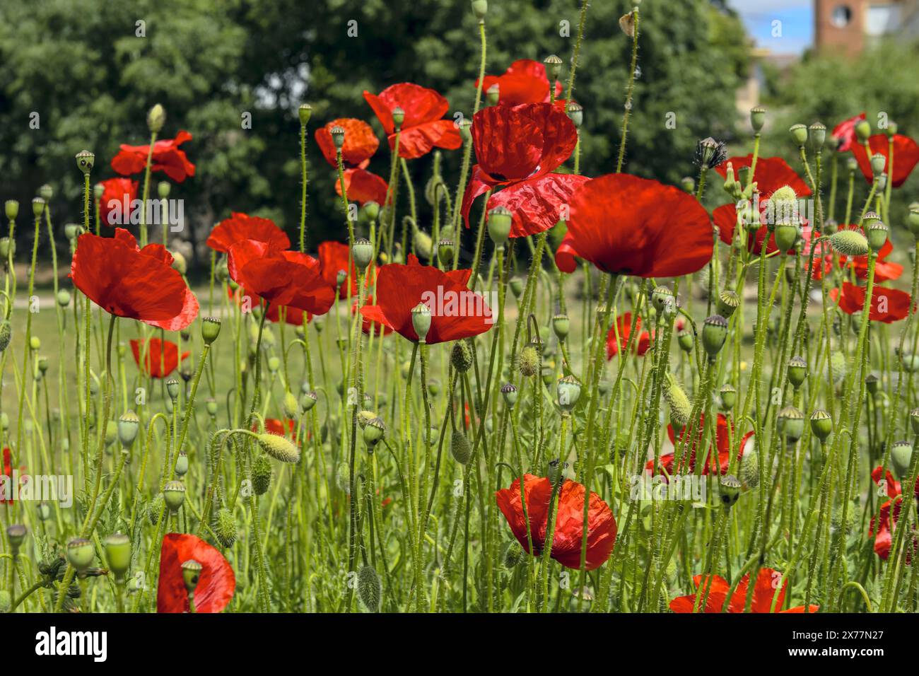 The common poppy The leaves, which grow alternately along the stem ...