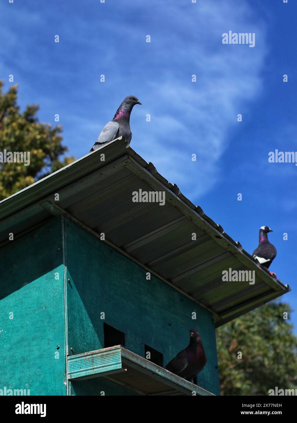 Pigeons in cages bird hi-res stock photography and images - Alamy