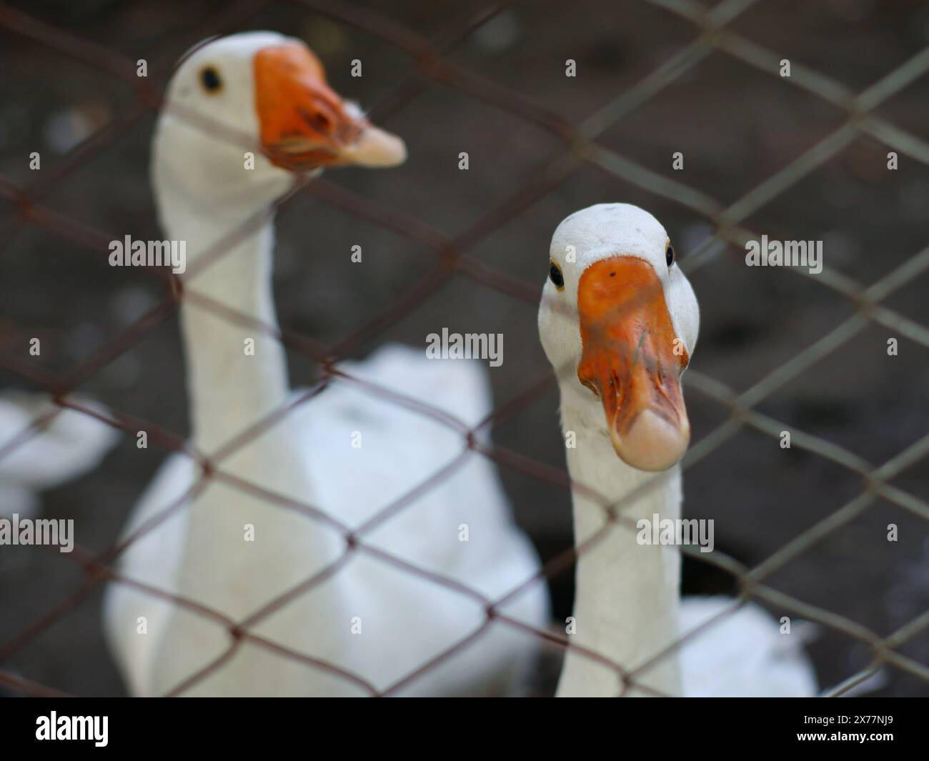 Large bird cage hi-res stock photography and images - Alamy