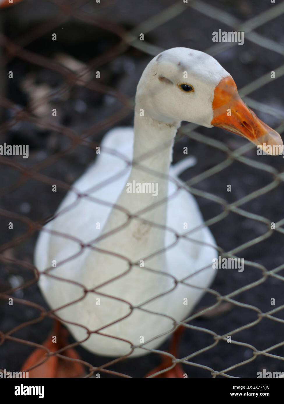Large bird cage hi-res stock photography and images - Alamy