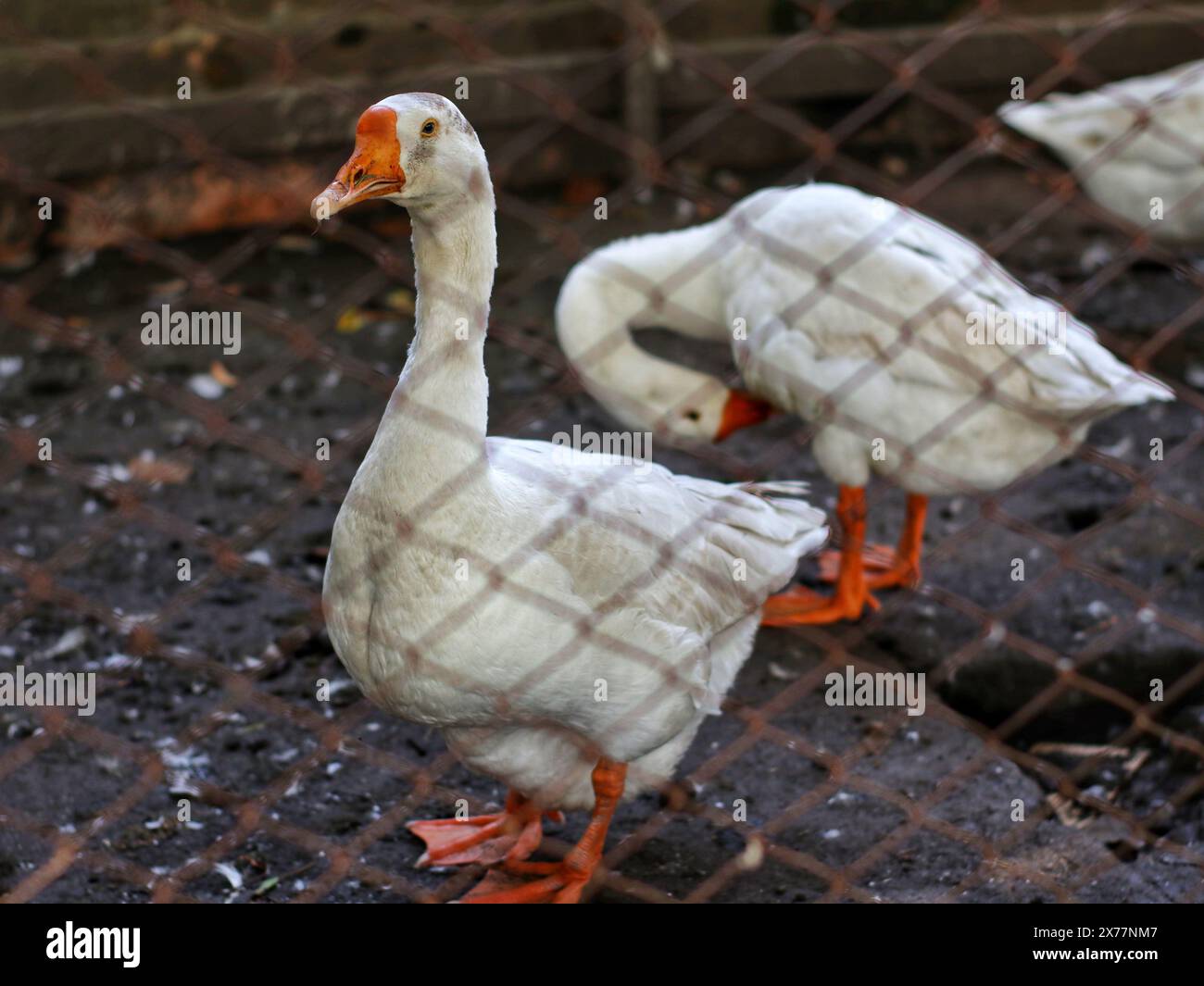 large white goose in a farm cage Stock Photo - Alamy