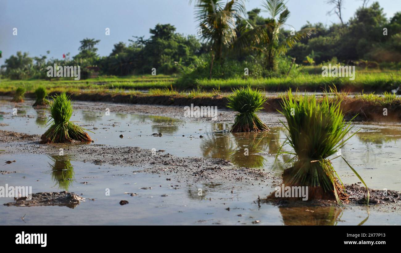 several bunches of rice seeds ready to be planted in wetland rice ...