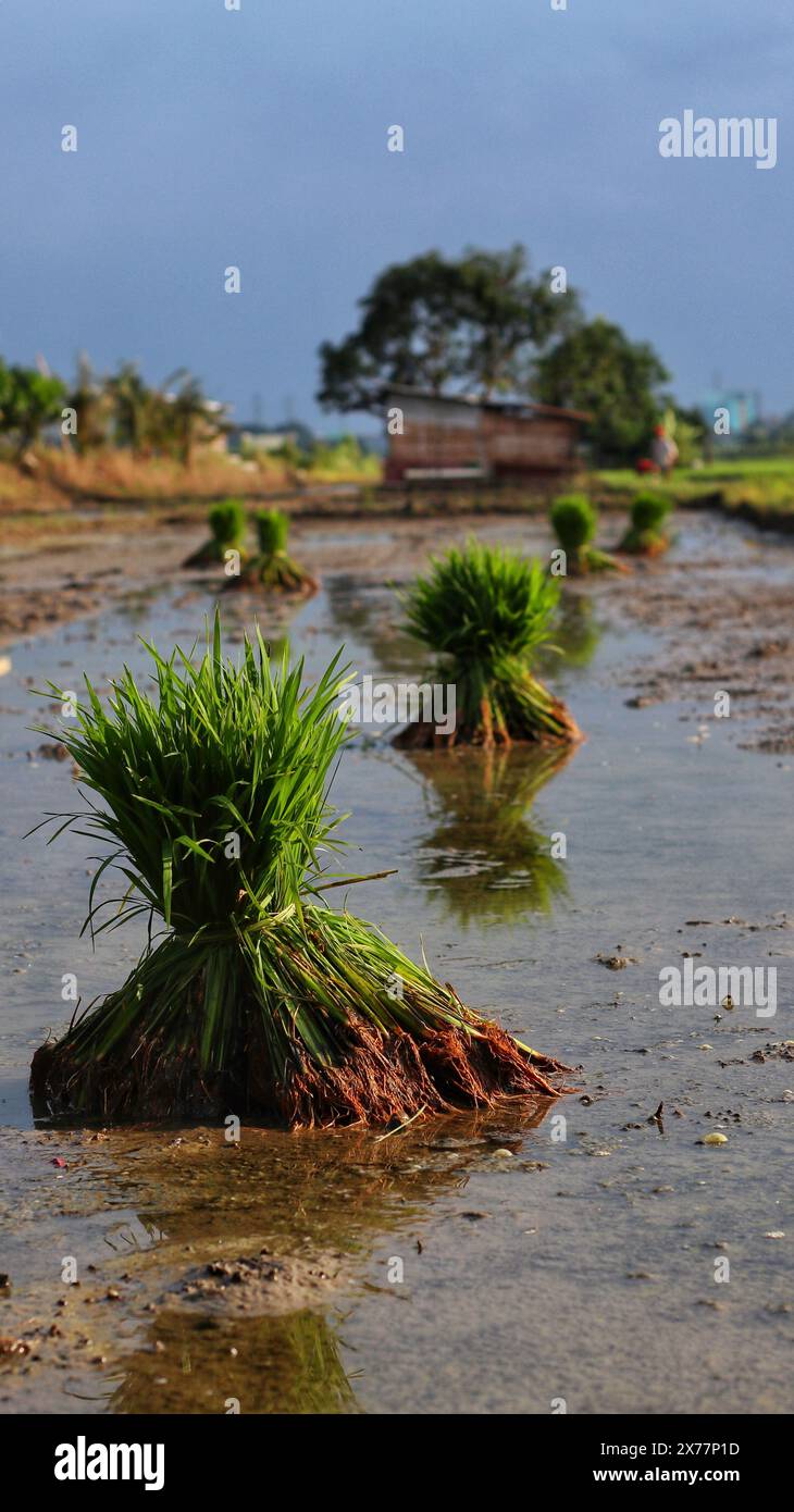 several bunches of rice seeds ready to be planted in wetland rice ...