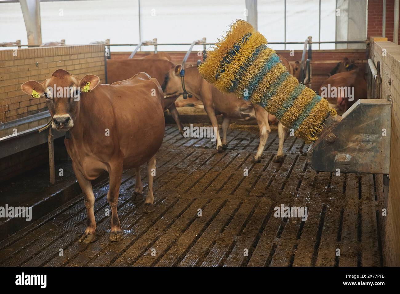 Beautiful Jersey cow near the brush on a farm in Denmark Stock Photo ...