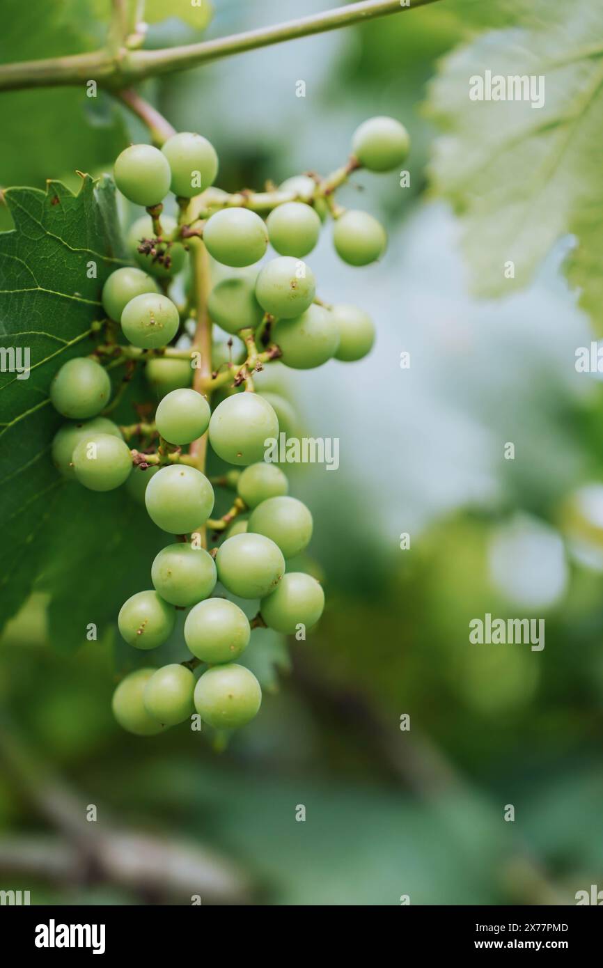Bunches of green grapes hang on the tree, warm. Immature grapes that ...